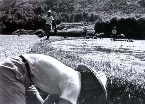 陳雲錦作品11-客家雲 Hakka Cloud